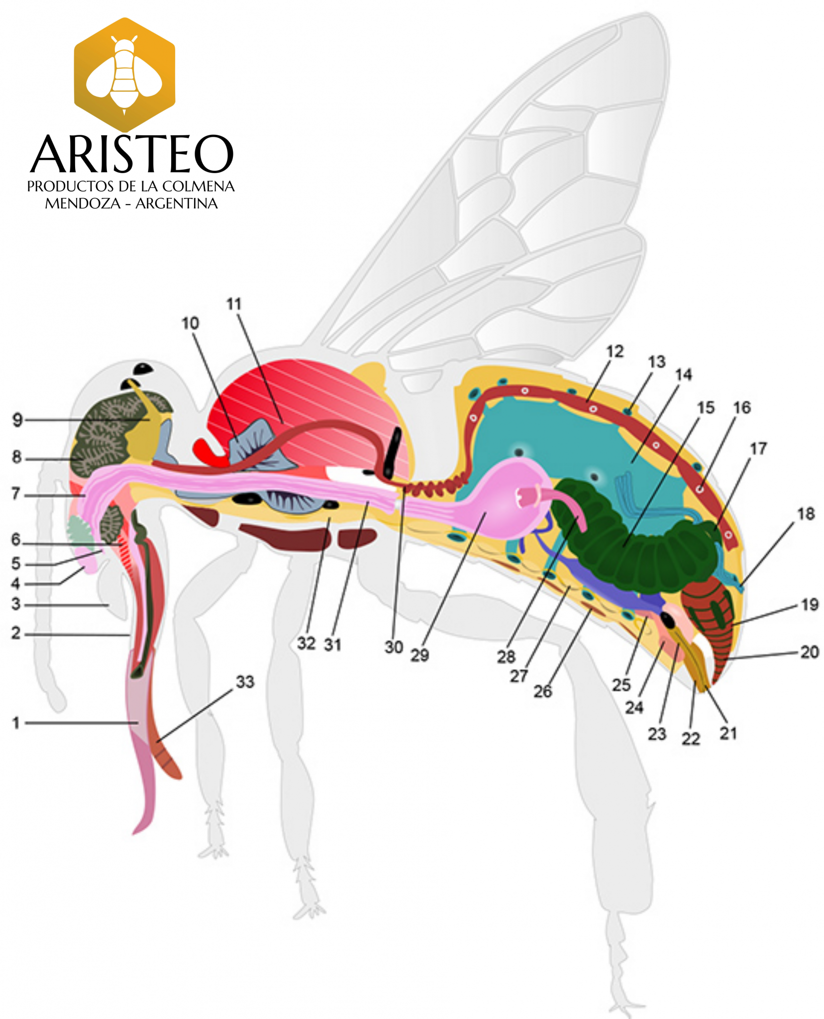 Anatomía de la Apis Mellifera – Aristeo